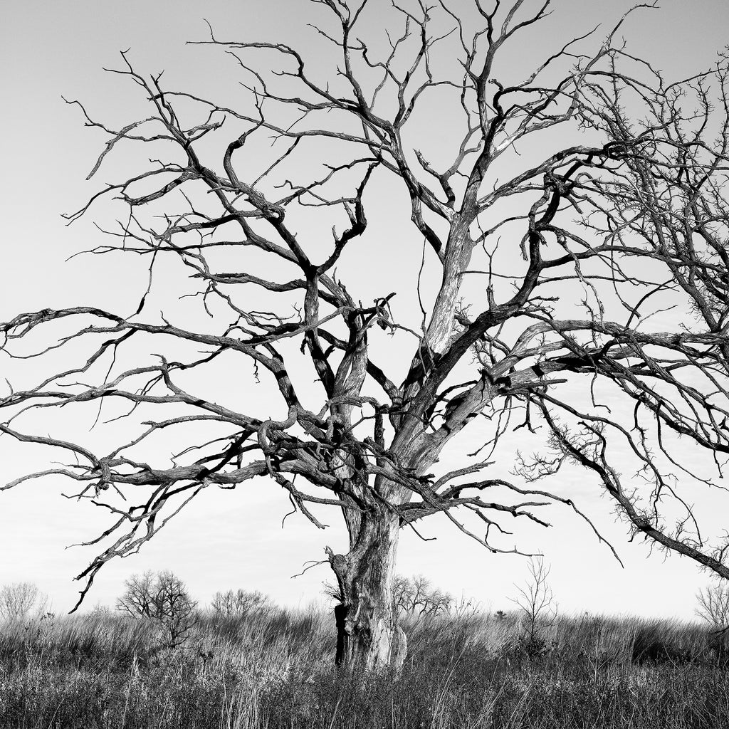 Barren Prairie Tree – Original Gelatin Silver Darkroom Photograph ...