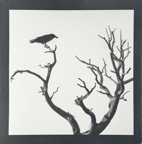 Raven on a Dead Tree in the Guadalupe Mountains of Texas - Handmade Pl ...