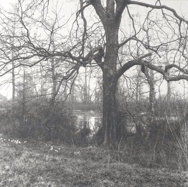 Mississippi Delta Tree - Handmade Platinum/Palladium Limited Edition P ...