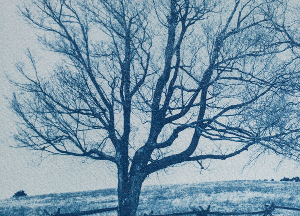 Landscape with Two Barren Trees - Real Handmade Cyanotype Print – Keith ...