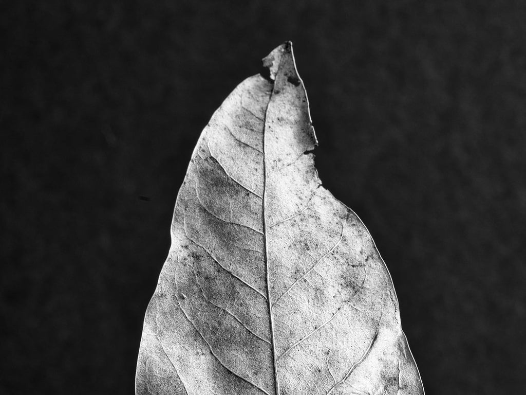 Leaf Detail Set of Two Stacked Black and White Photographs – Keith ...