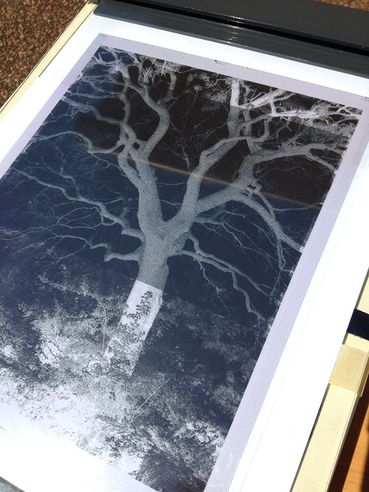 Tree Branches - Real Cyanotype Print – Keith Dotson Photography