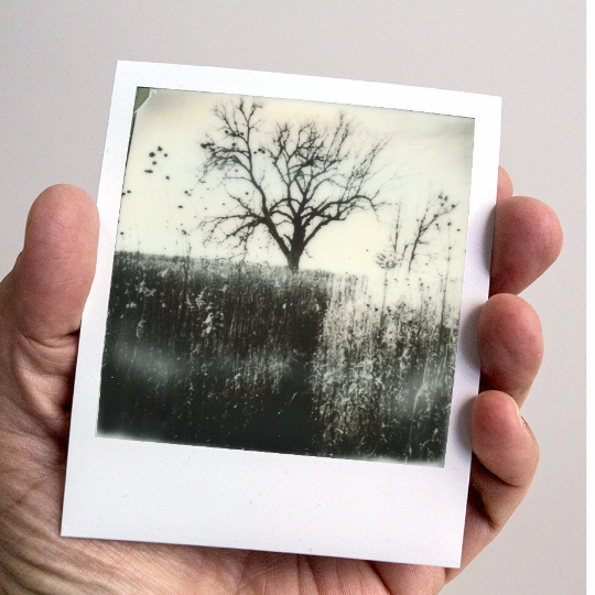 Bleak Tree: Original Polaroid Landscape Photograph Matted to 11 x 14 ...