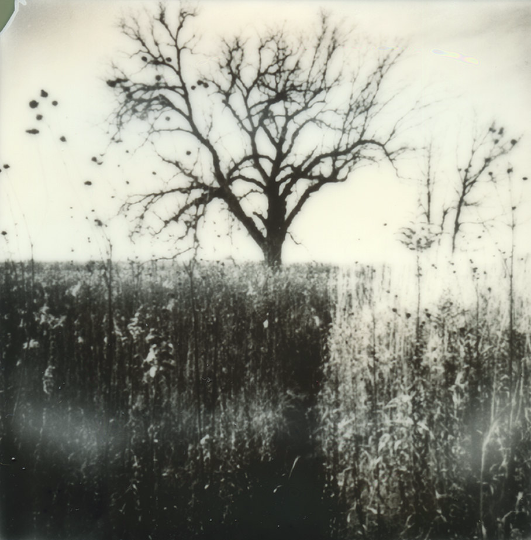 Bleak Tree: Original Polaroid Landscape Photograph Matted to 11 x 14 ...