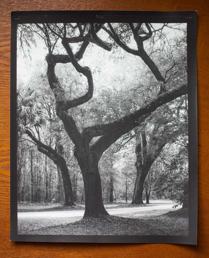 'Low Country Trees Near Charleston' Limited Edition Gelatin Silver Pho ...